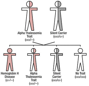 ELI5: Alpha Thalassemia Trait in daughter. Do we have a potential for ...