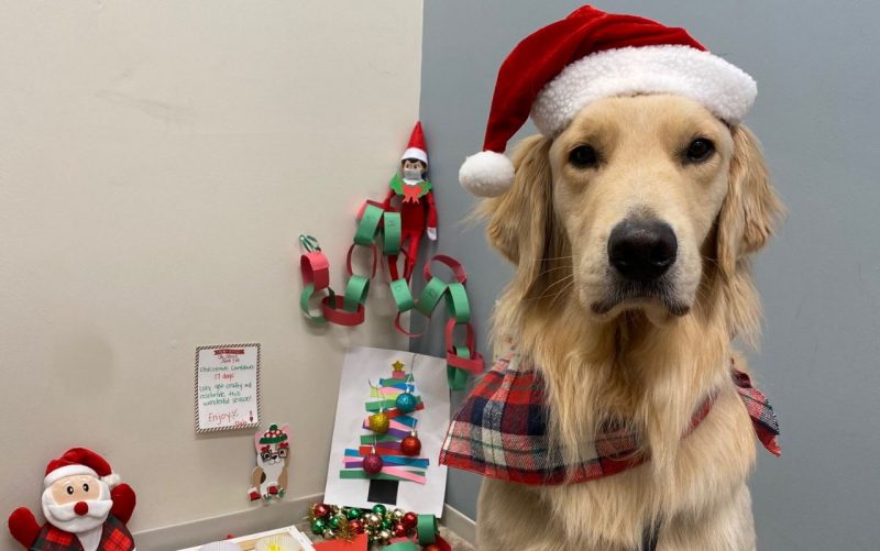 Santa dispatches elf for Paws at Play pups - St. Jude Children’s ...