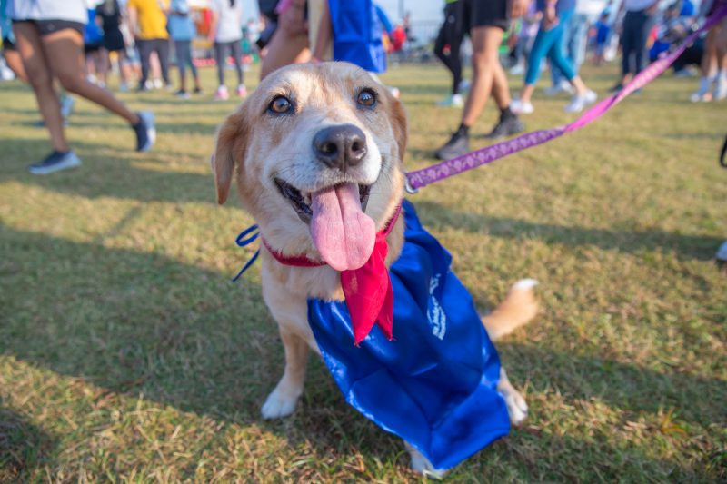 Paws for St. Jude - St. Jude Children’s Research Hospital