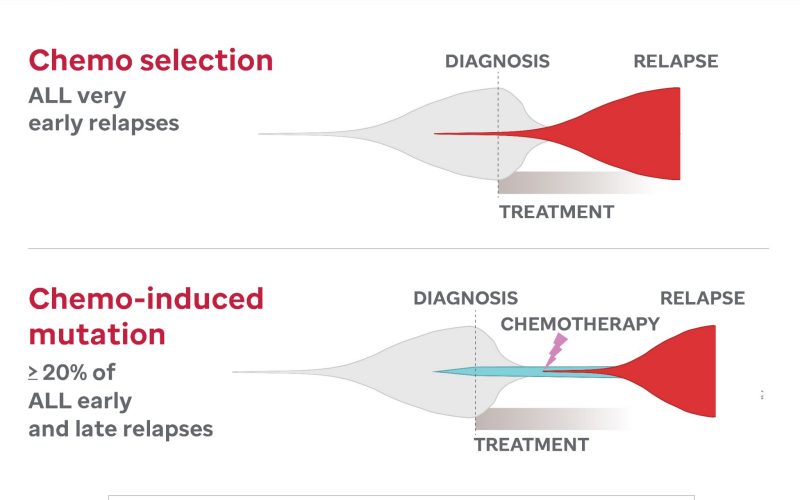 Chemotherapy sometimes sets the stage for drug-resistant leukemia at ...