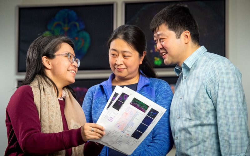 St. Jude researchers discover key genomic 'management' partners in ...