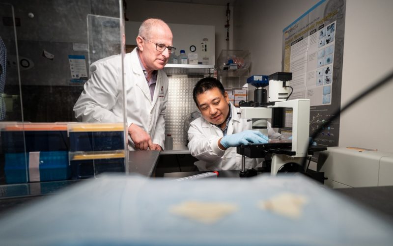 Base editing shows potential superiority for curing sickle cell disease ...