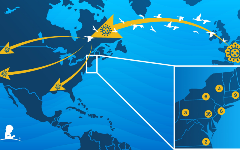 Genetic change increased bird flu severity during U.S. spread - St ...